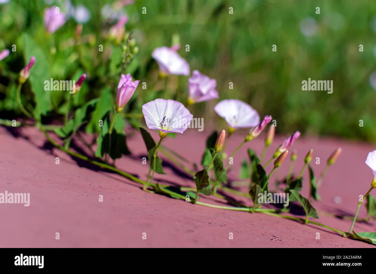 Closeup of Field bindweed (Convolvulus arvensis) flowers lying on the ...