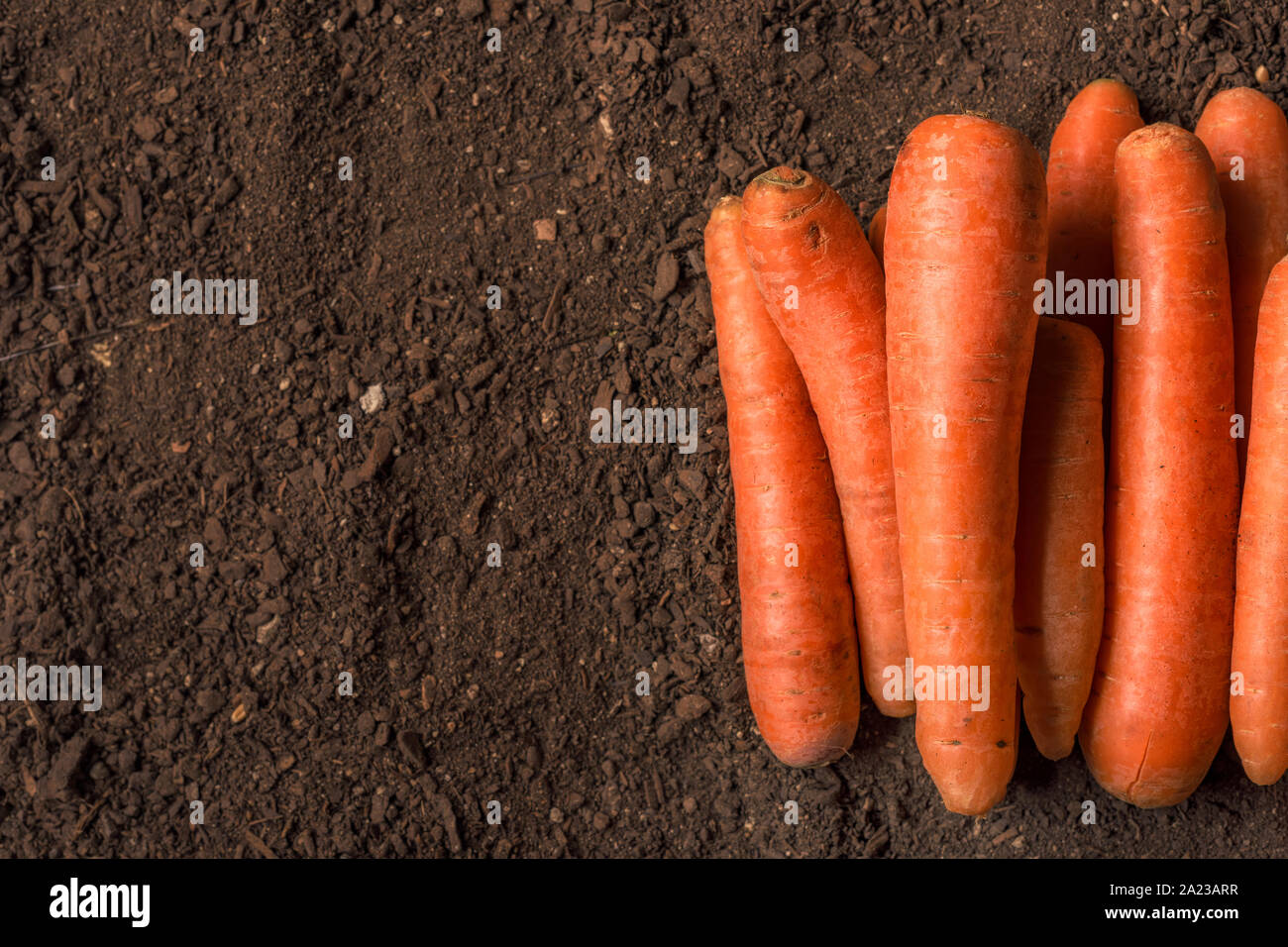Organic homegrown carrot on ground in greenhouse, top view Stock Photo ...