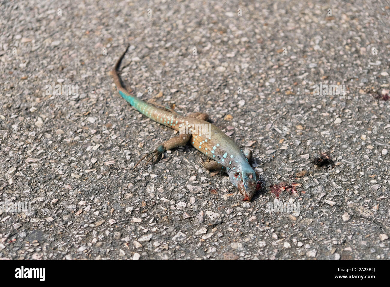 Dead lizard hi-res stock photography and images - Alamy