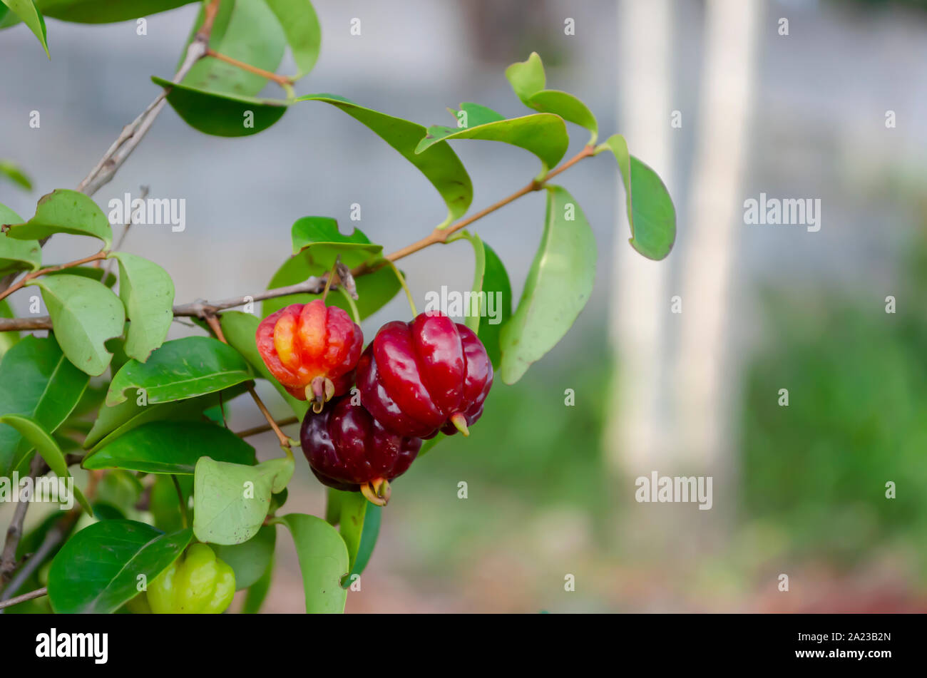 Eugenia tree hi-res stock photography and images - Alamy