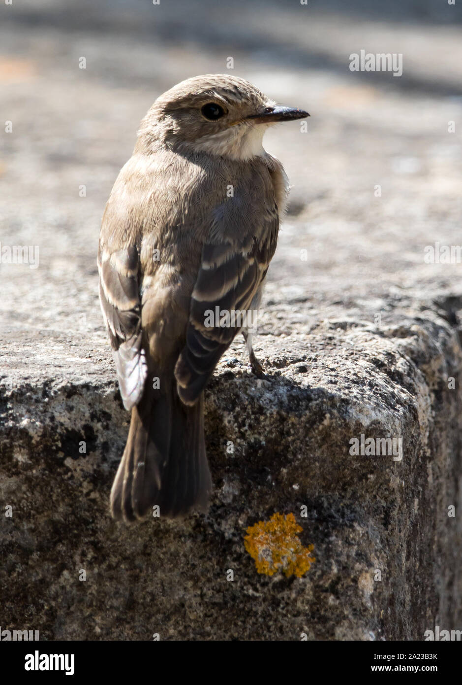 Spotted Flycatcher at S'albufera Majorca Stock Photo - Alamy