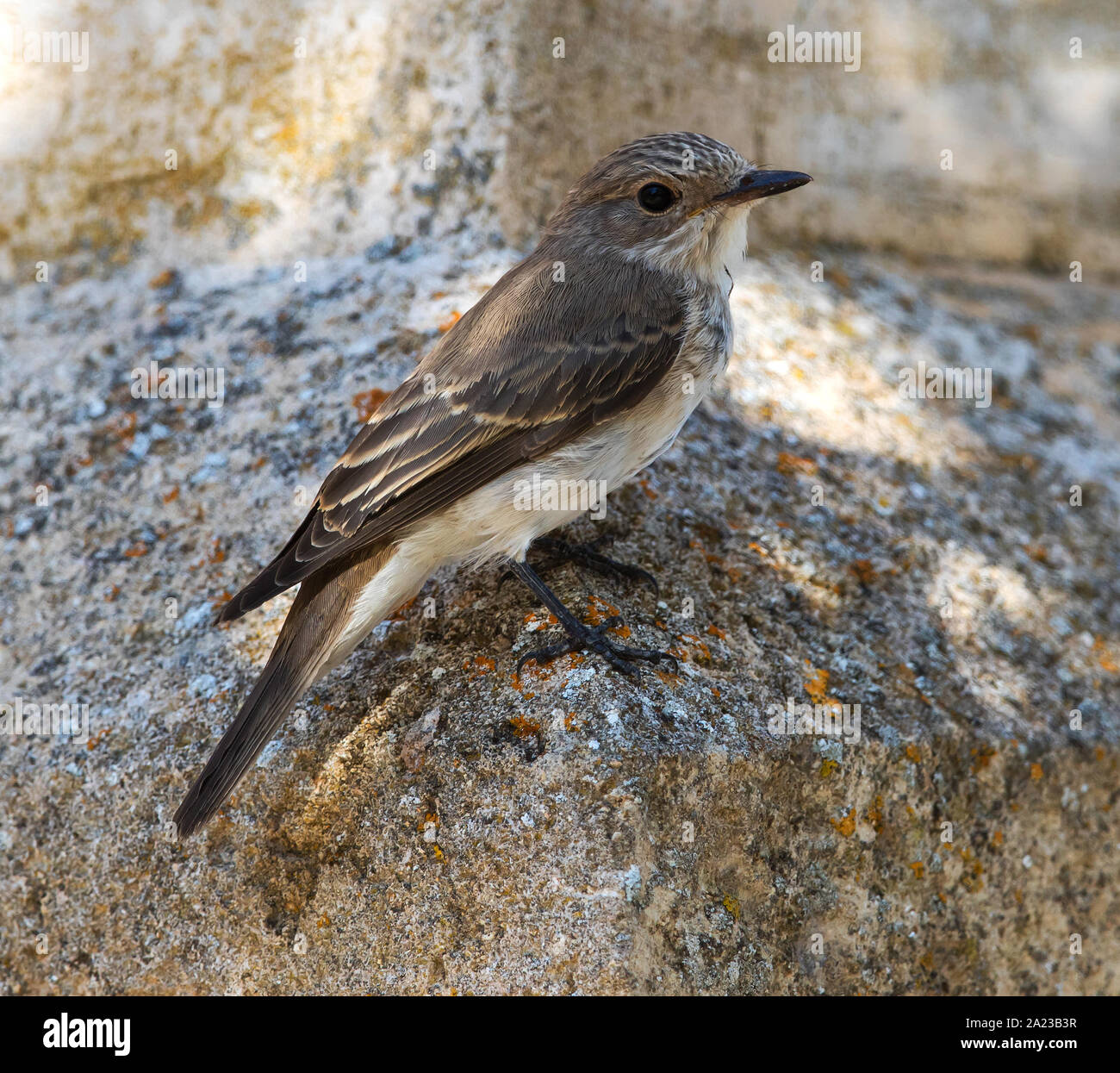 Spotted Flycatcher at S'albufera Majorca Stock Photo - Alamy