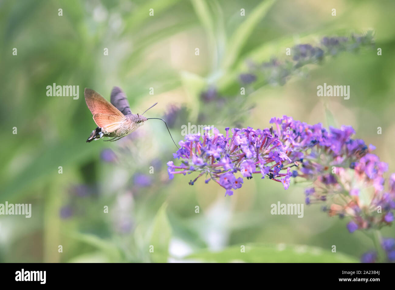 Hummingbird hawk moth flying hi-res stock photography and images - Alamy