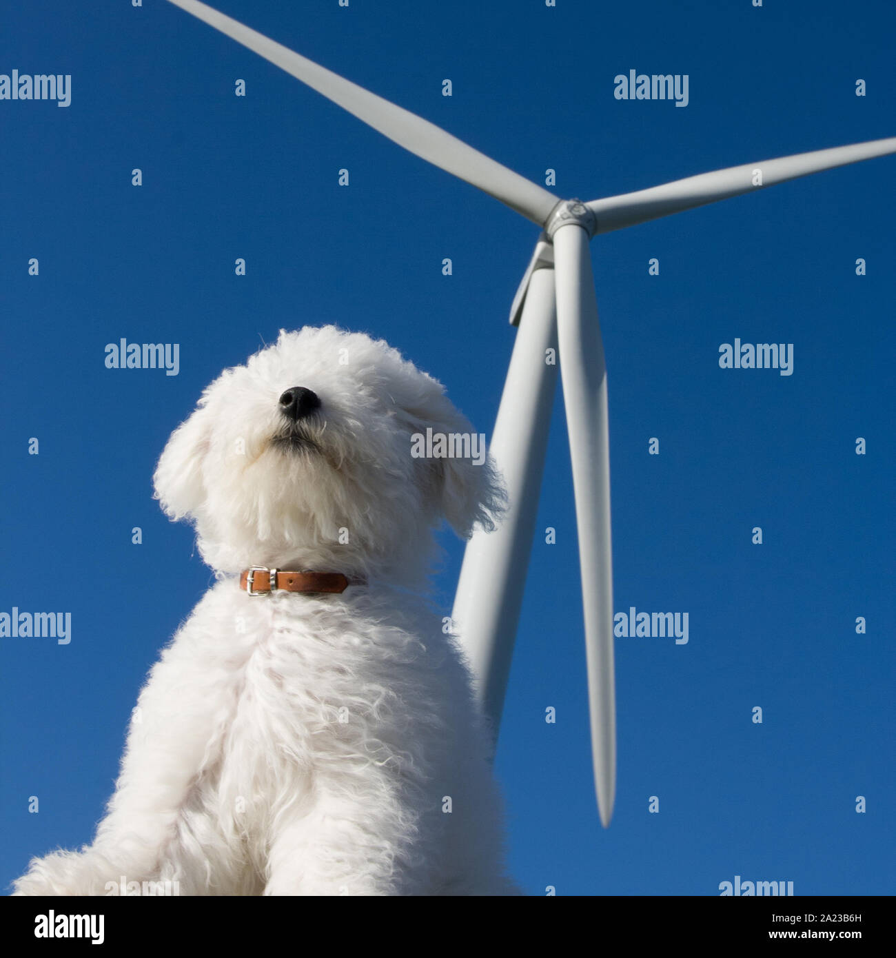 Sniffing the wind hi-res stock photography and images - Alamy