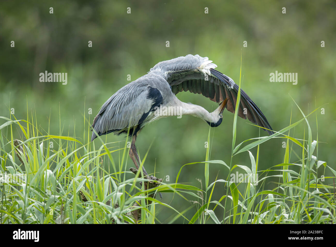 Herons storks and ibises ciconiiformes hi-res stock photography and ...