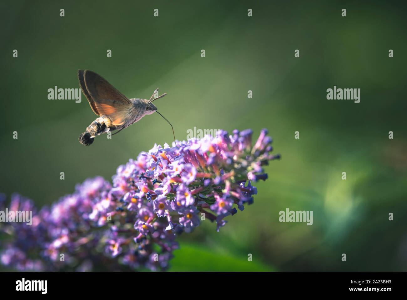 Moth flying hi-res stock photography and images - Alamy