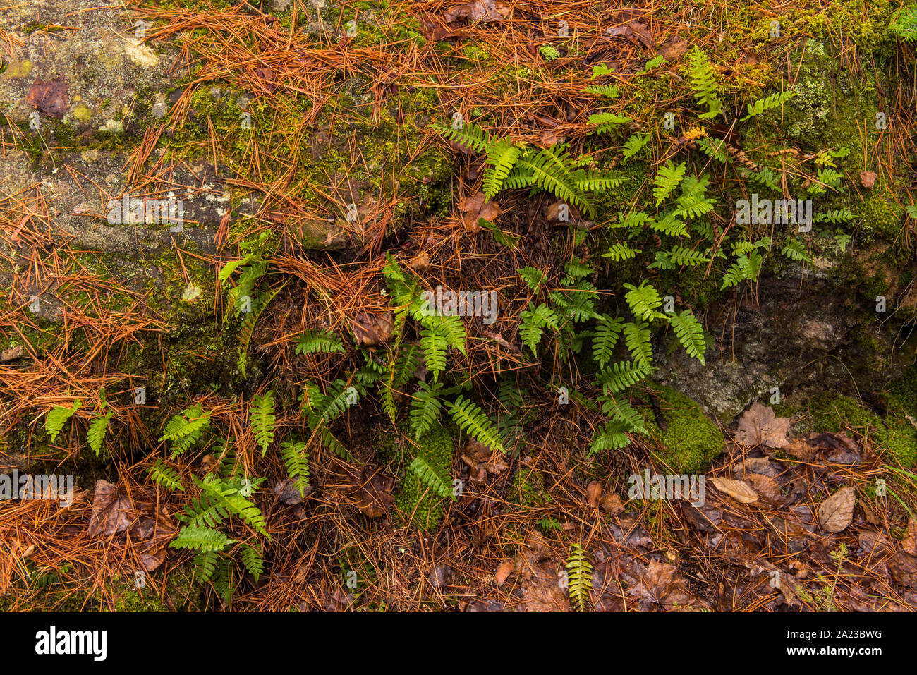 Straw tree ferns hi-res stock photography and images - Alamy