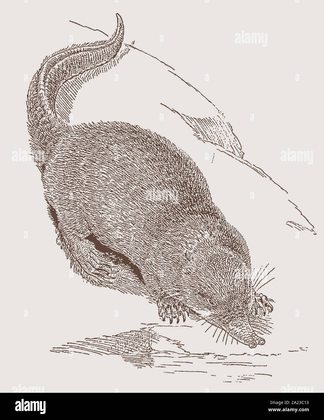 Endangered russian desman (desmana moschata) lying on the bank of a ...