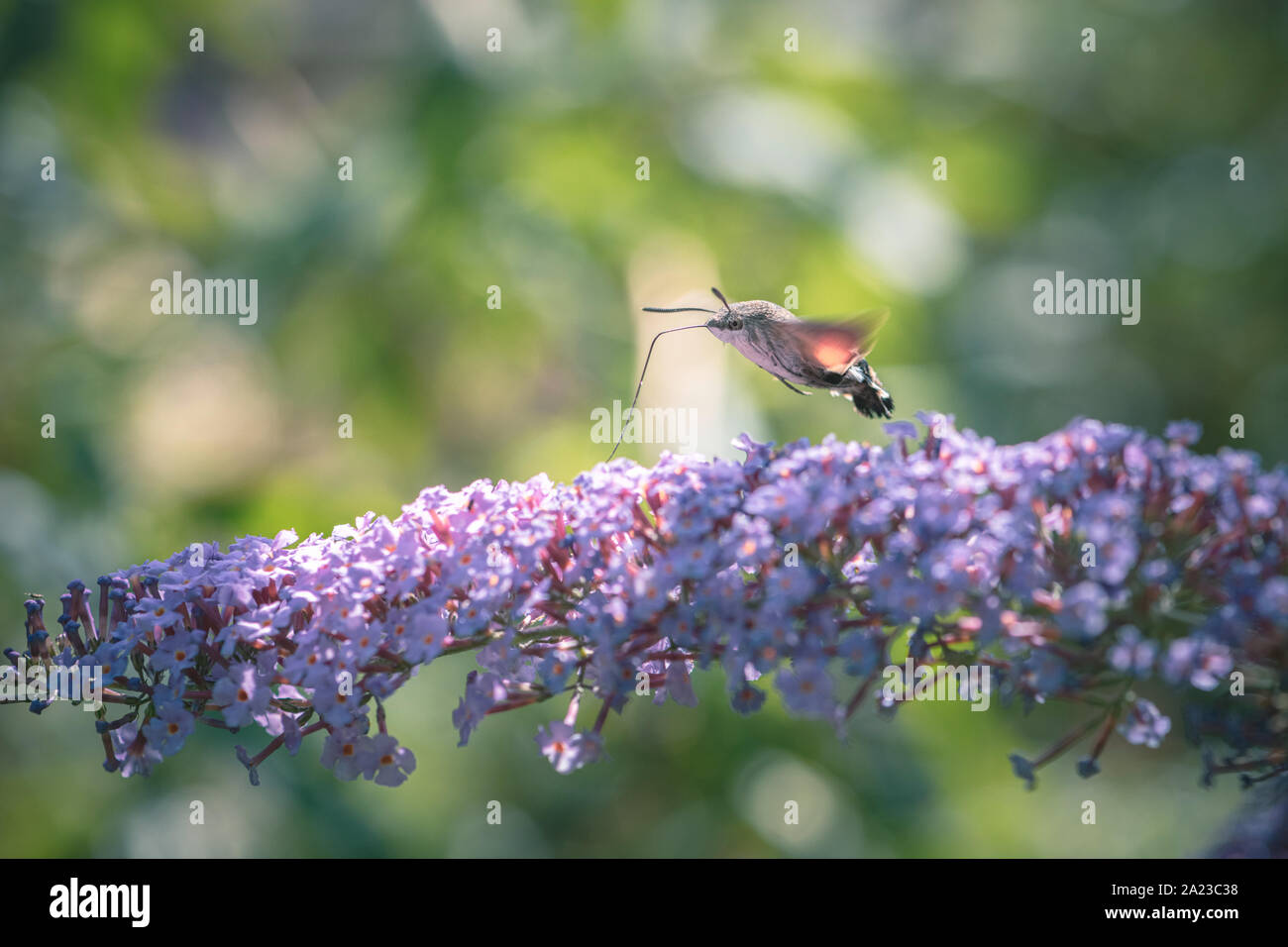 Moth flying hi-res stock photography and images - Alamy