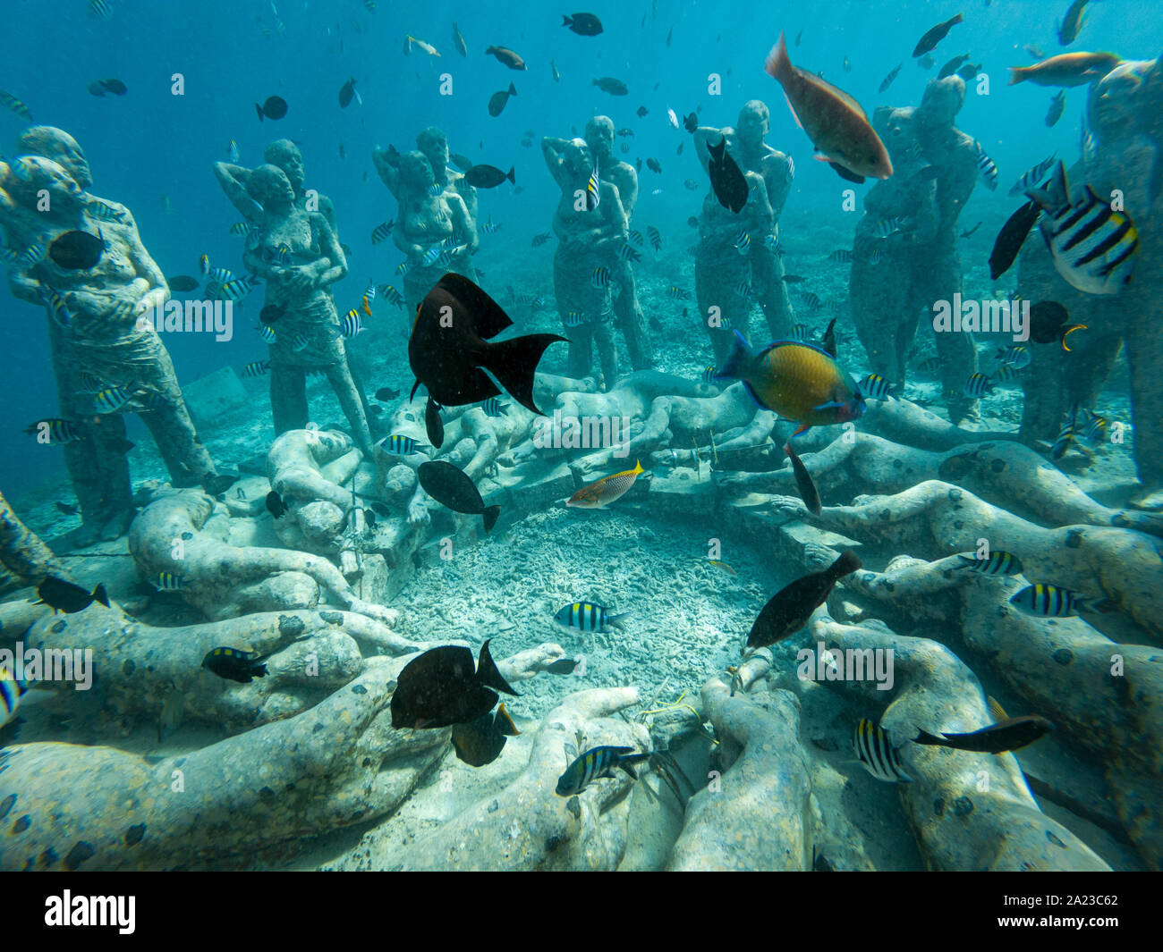 Beautiful underwater view of bask nest sculpture surrounded by colorful ...