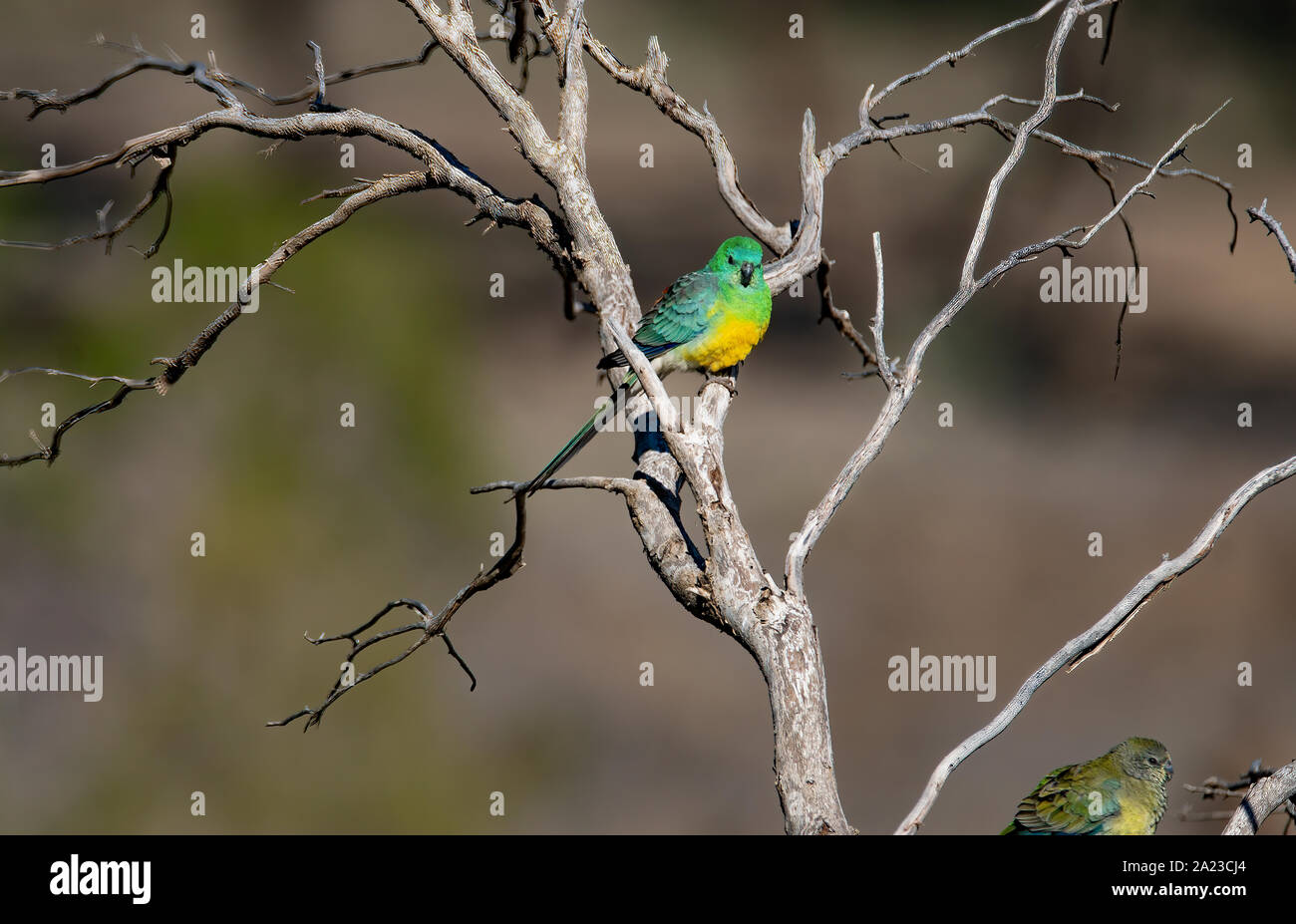 Red Rump Parrot High Resolution Stock Photography and Images - Alamy