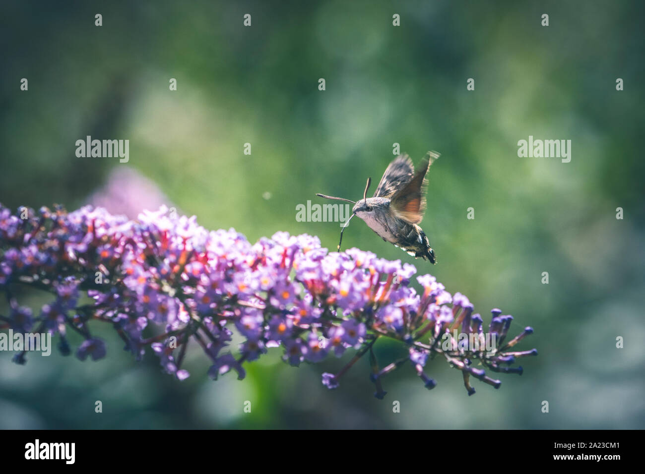 Hummingbird hawk moth flying hi-res stock photography and images - Alamy