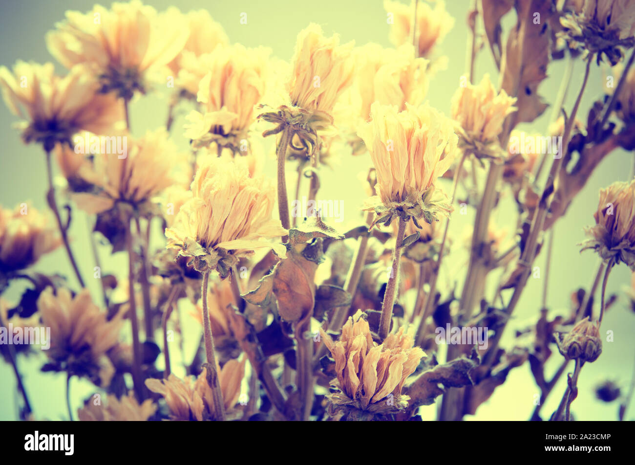 withered flowers in a bouquet Stock Photo - Alamy