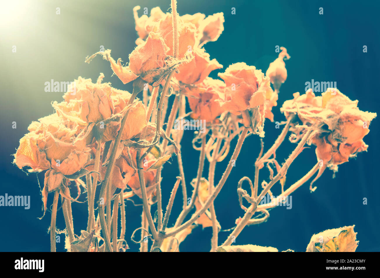 Sun withered hi-res stock photography and images - Alamy