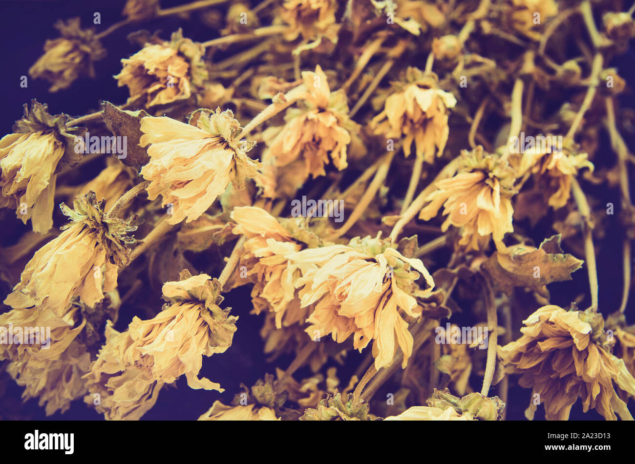 withered flowers in a bouquet Stock Photo - Alamy