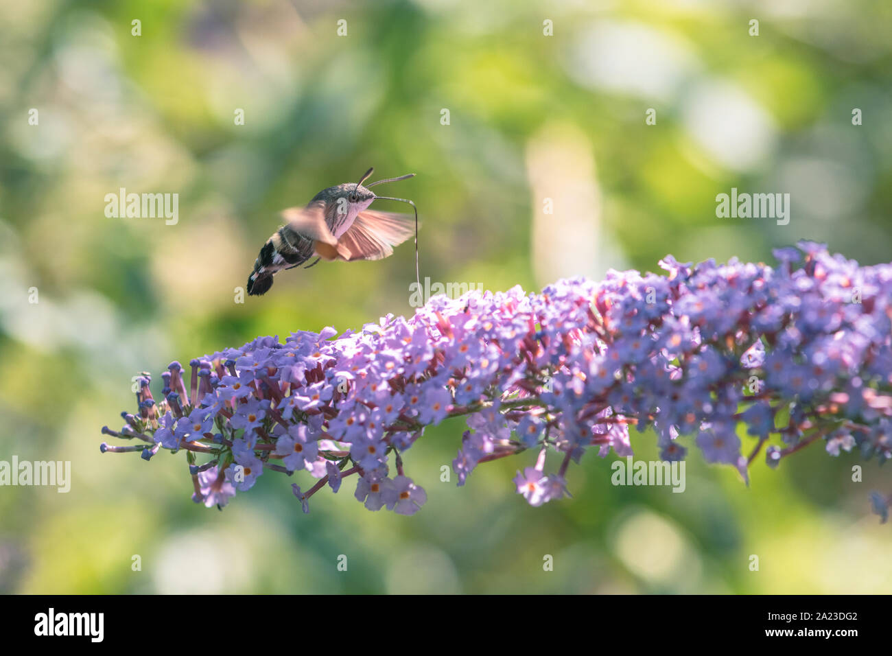 Hummingbird hawk-moth flying while feeding pink flower Stock Photo - Alamy