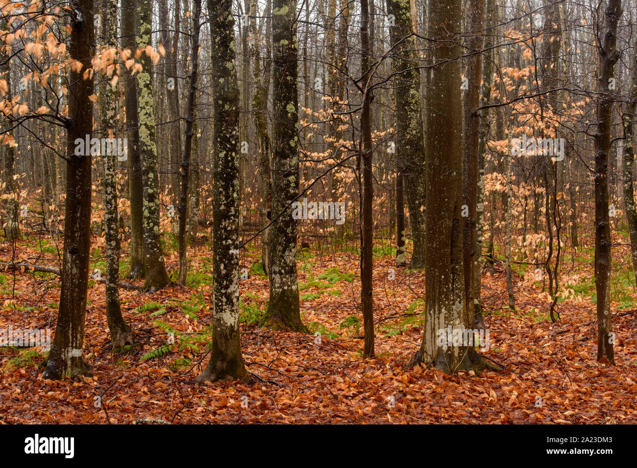 Beech maple hardwood woodland in late autumn, Pictured Rocks National ...