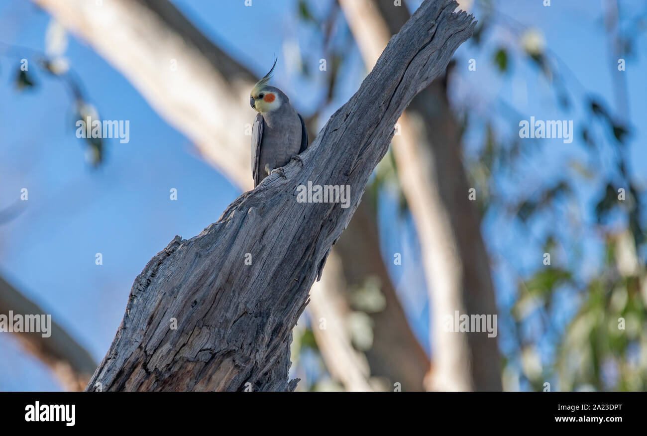 Cockatiel branch hi-res stock photography and images - Alamy
