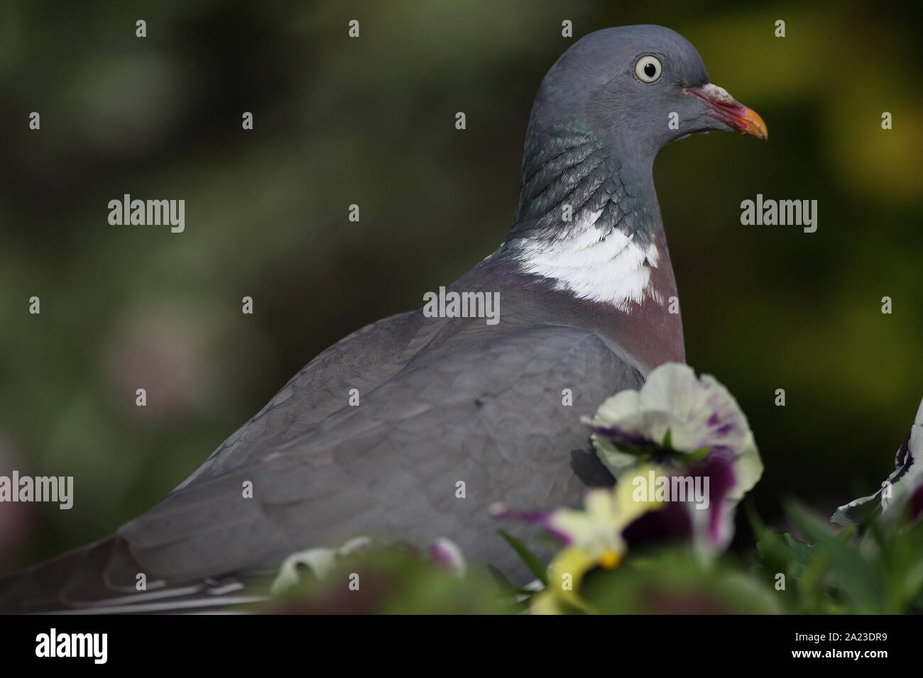 Pigeon shooting woodland hi-res stock photography and images - Alamy