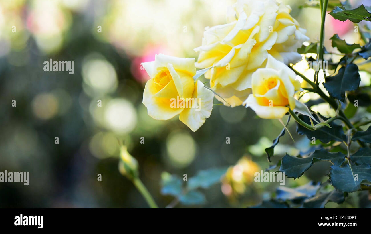 Gold bunny rose hi-res stock photography and images - Alamy