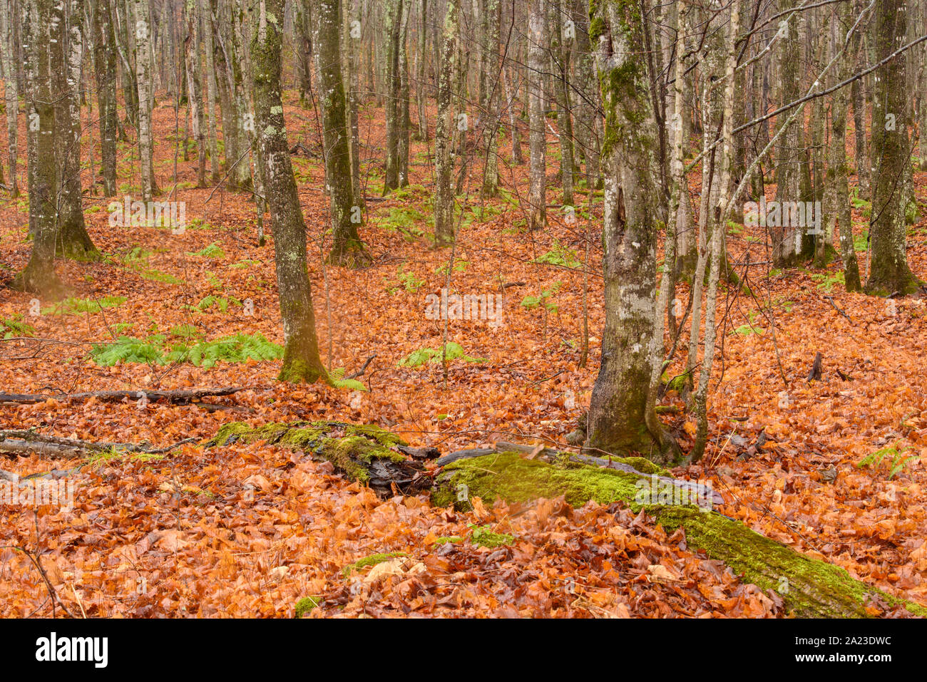 Beech maple hardwood woodland in late autumn, Pictured Rocks National ...