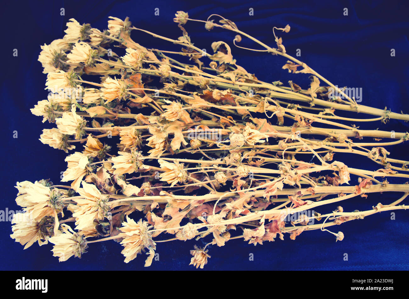 withered flowers in a bouquet Stock Photo - Alamy