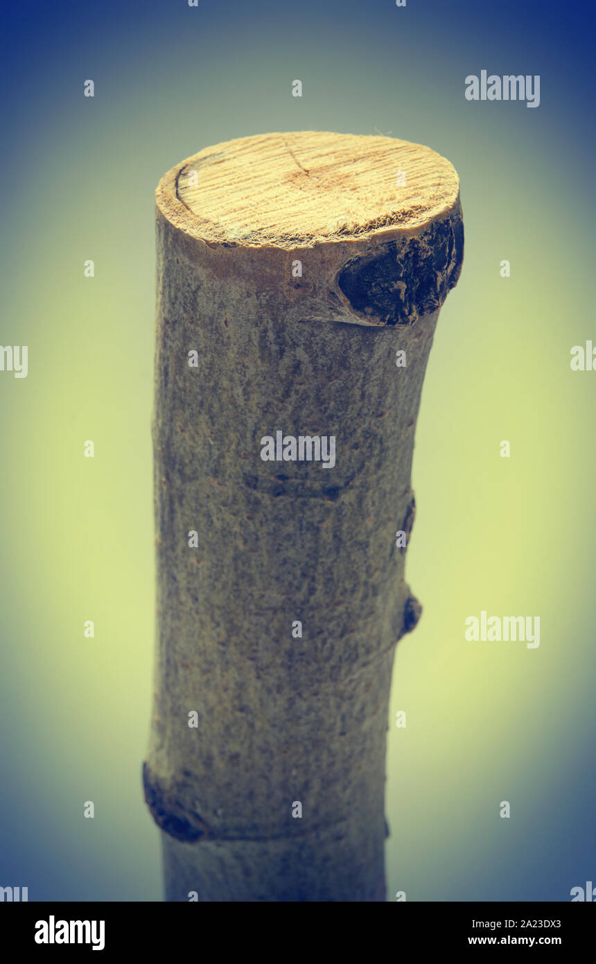 Wooden bark hi-res stock photography and images - Alamy