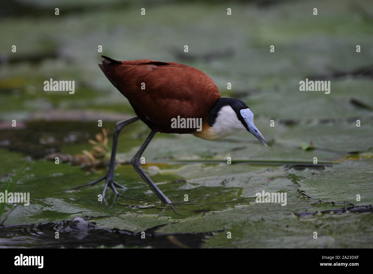 African jacana bird walking on hi-res stock photography and images - Alamy