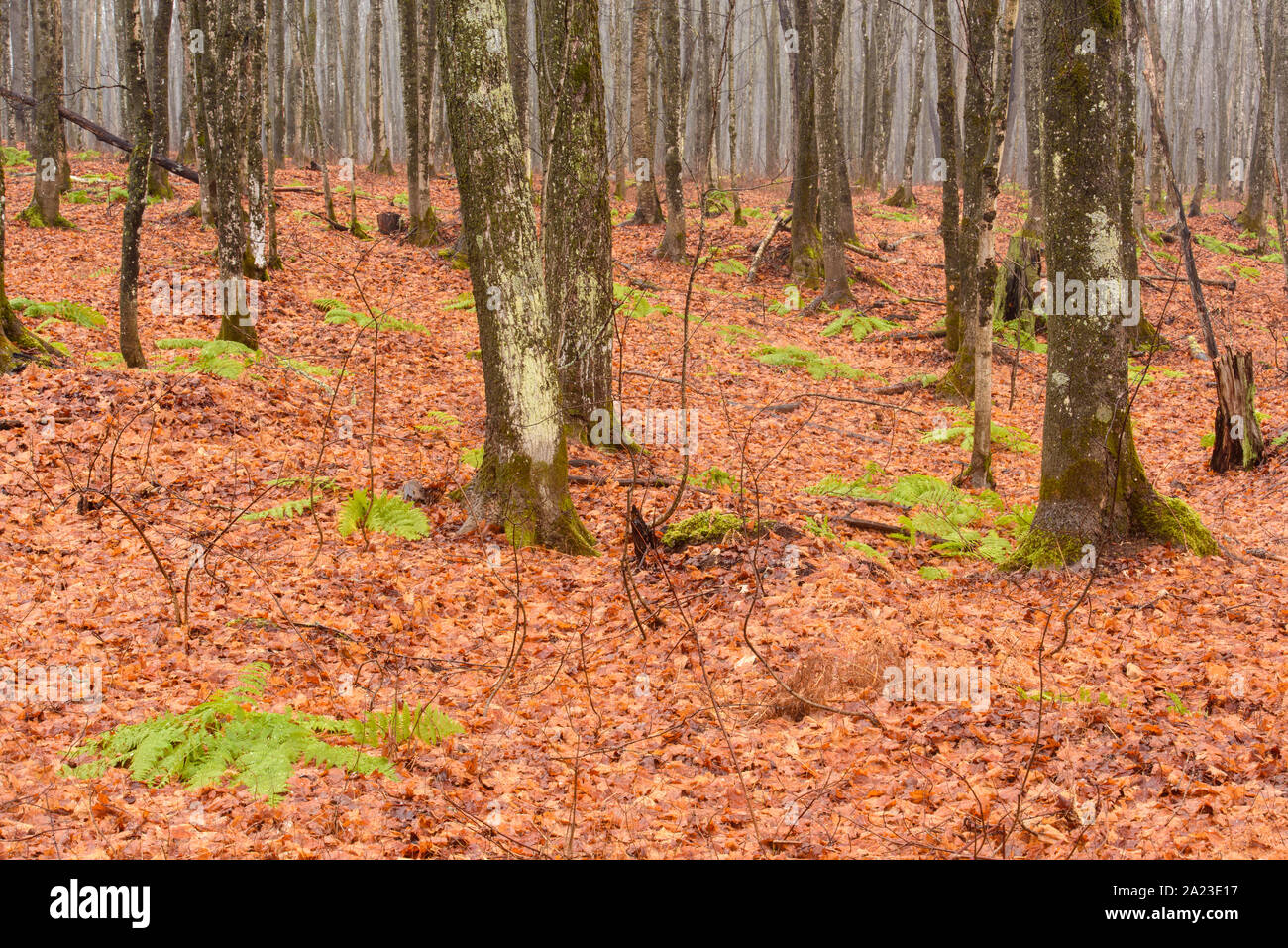 Beech maple hardwood woodland in late autumn, Pictured Rocks National ...