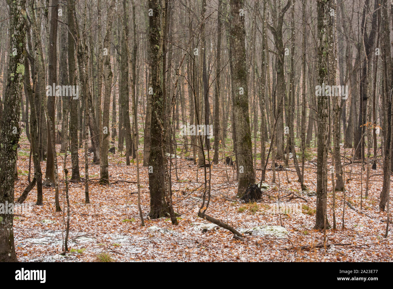 Beech maple hardwood woodland in late autumn, Pictured Rocks National ...