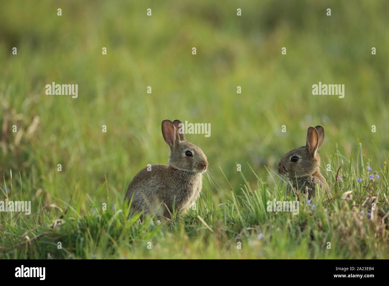 Litters hi-res stock photography and images - Alamy