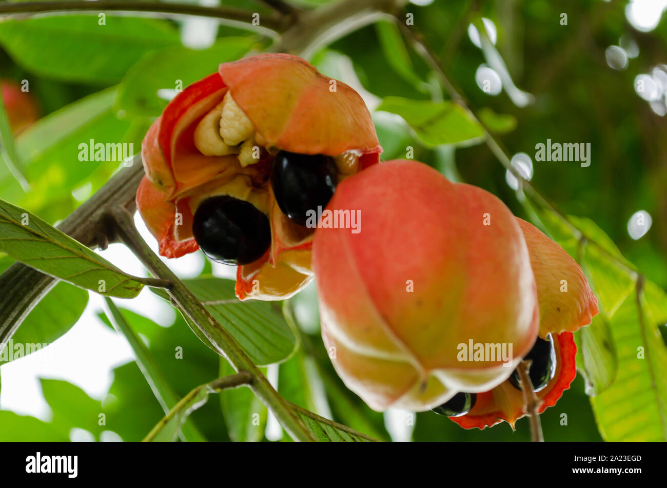 Arvore Ackee Jamaicana