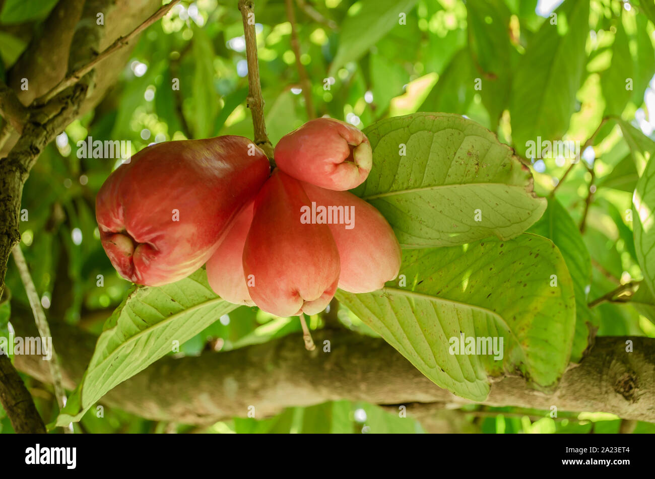 Otaheite apple tree hi-res stock photography and images - Alamy