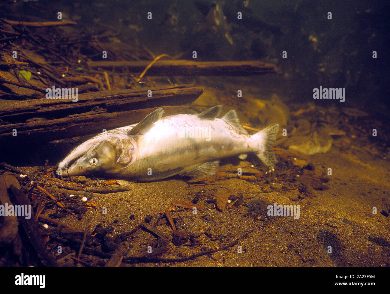 Wildlife fish hi-res stock photography and images - Alamy