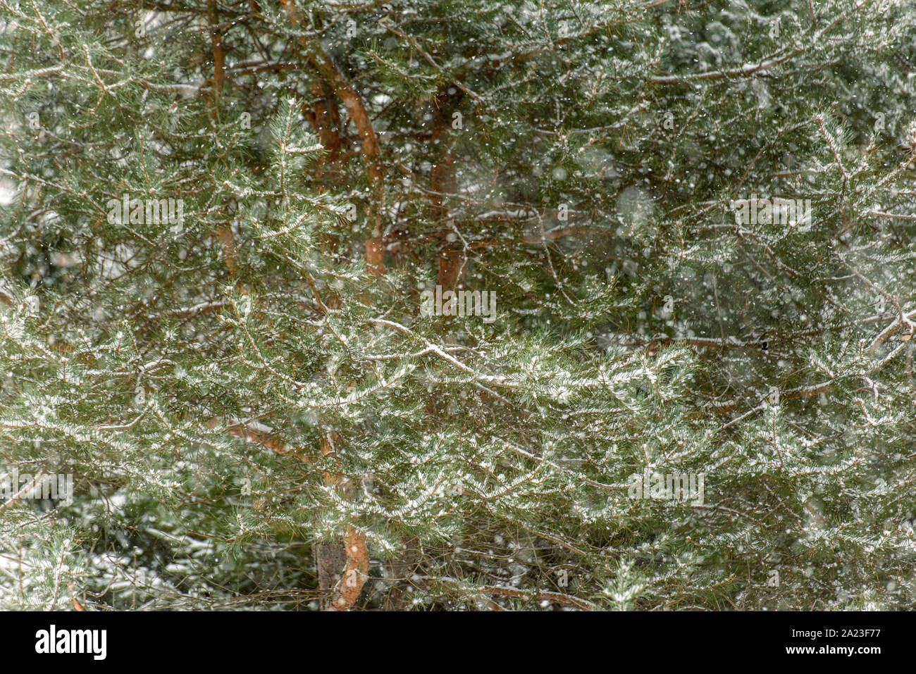 Cedar hedge and snowfall, Greater Sudbury, Ontario, Canada Stock Photo ...