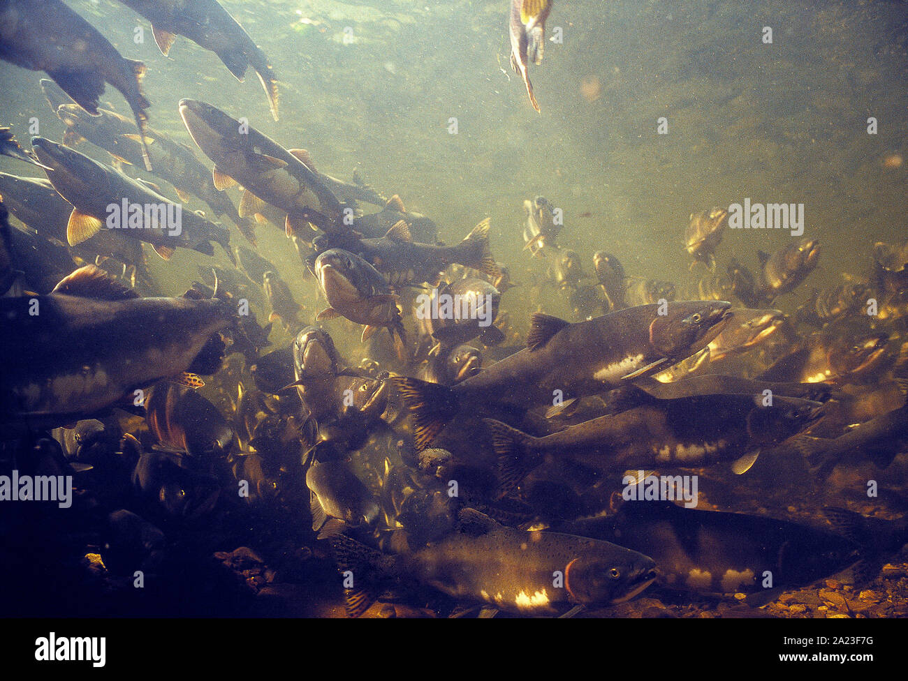 Spawn of fishes hi-res stock photography and images - Alamy