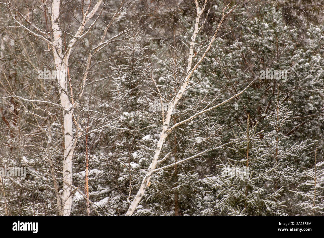 Cedar hedge and snowfall, Greater Sudbury, Ontario, Canada Stock Photo ...