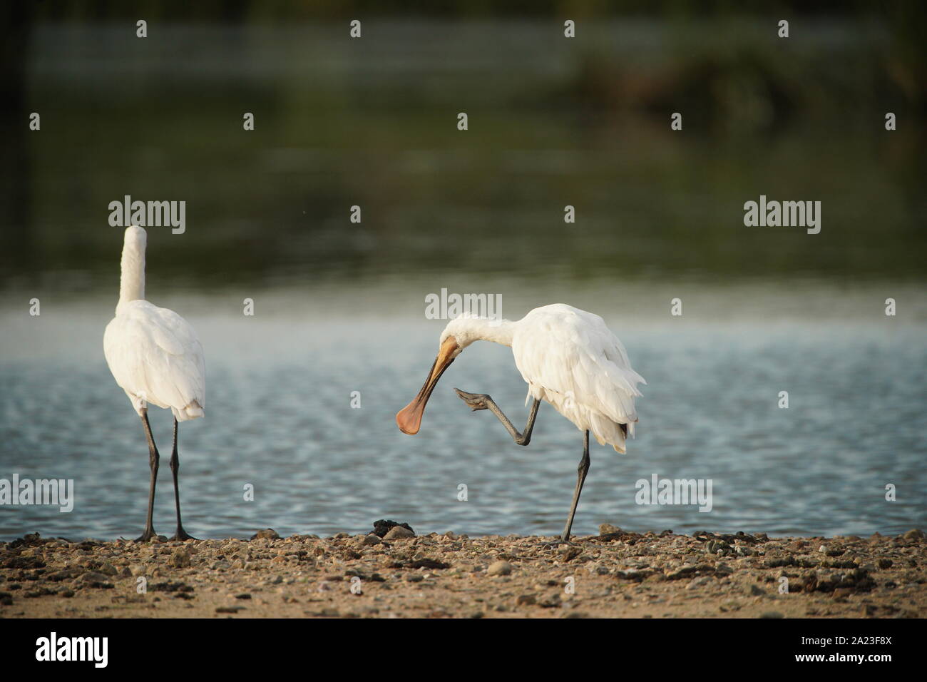 Spoon shaped bill bird hi-res stock photography and images - Alamy