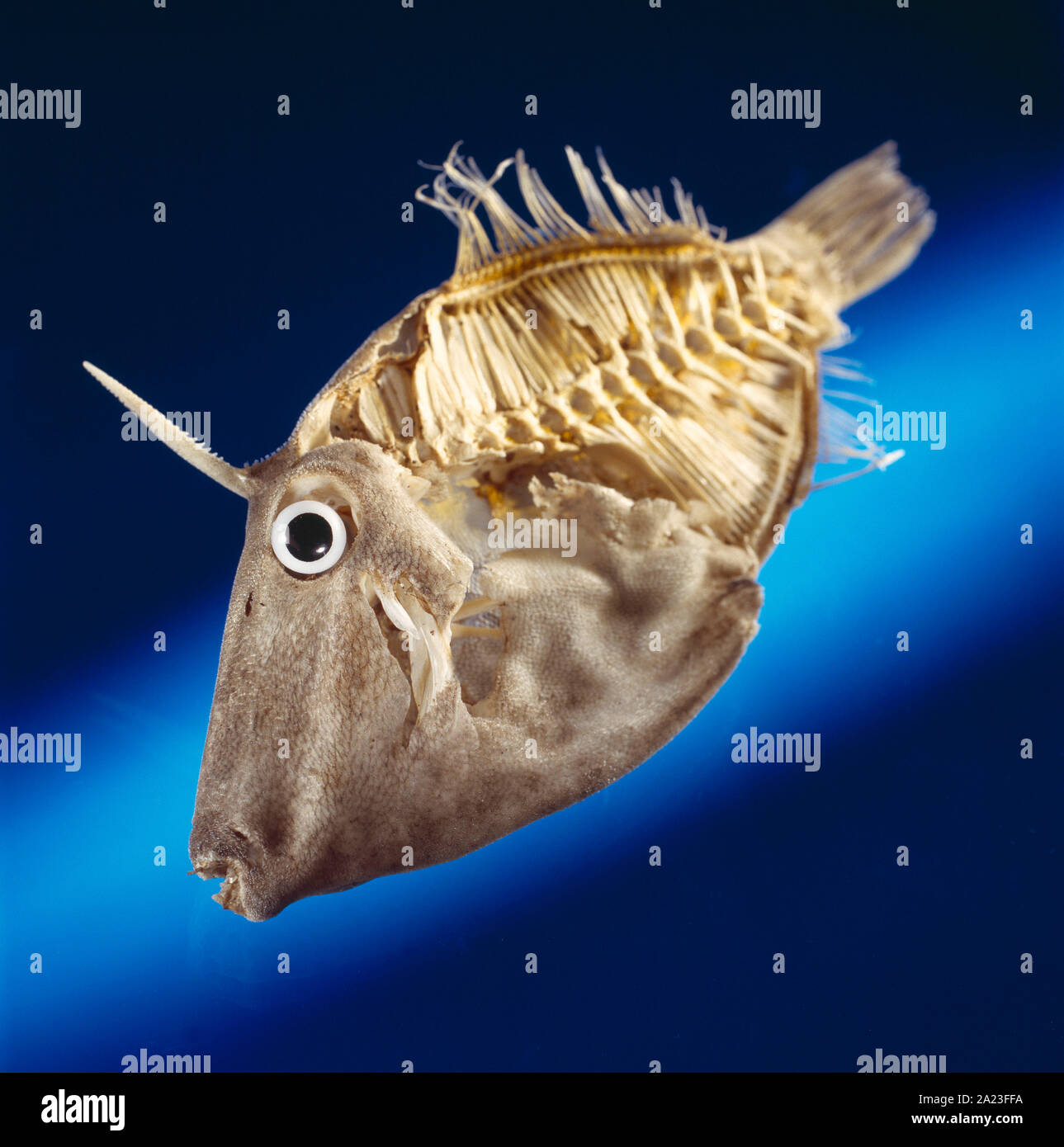 Trigger fish hi-res stock photography and images - Alamy