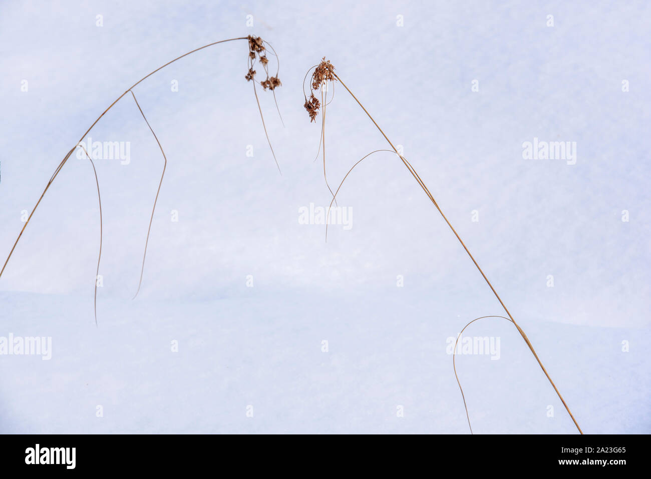 Marsh reeds protruding from the snow, Greater Sudbury, Ontario, Canada ...