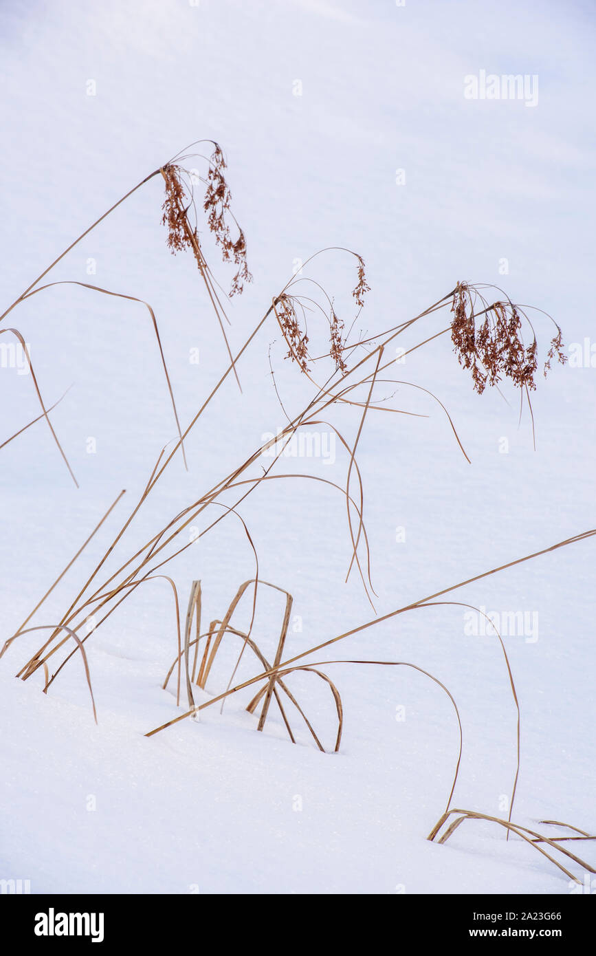 Marsh reeds protruding from the snow, Greater Sudbury, Ontario, Canada ...