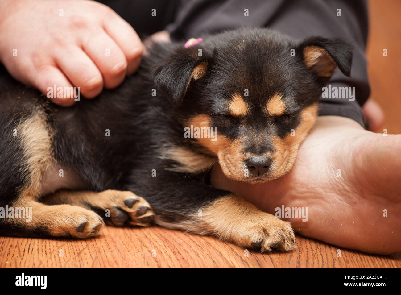 Young adopted rescue puppy acclimating to new "fur-ever" home and ...