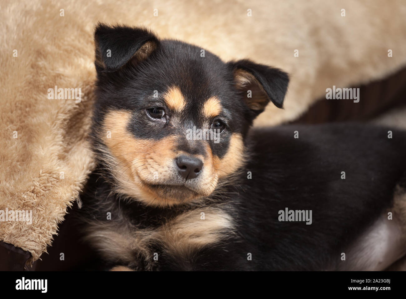 Young adopted rescue puppy acclimating to new "fur-ever" home and ...