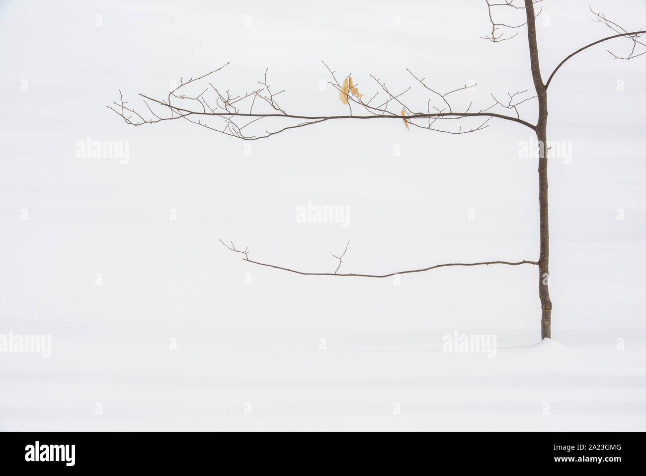 Beech sapling hi-res stock photography and images - Alamy