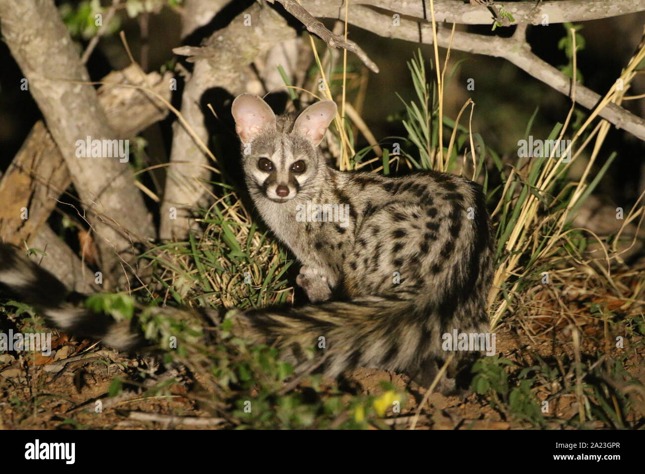 Civet cat hi-res stock photography and images - Alamy