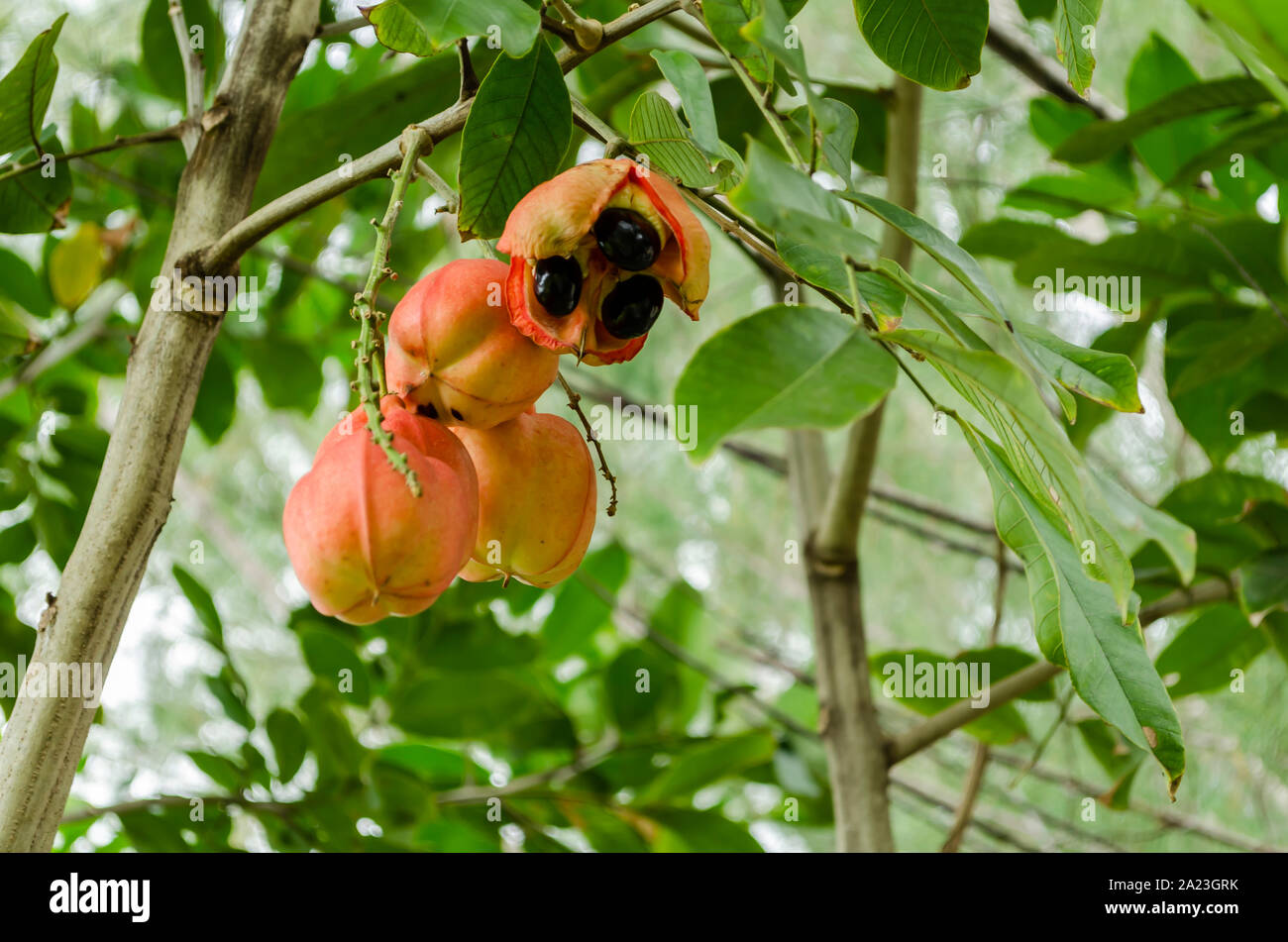 Ackee fruit hi-res stock photography and images - Alamy
