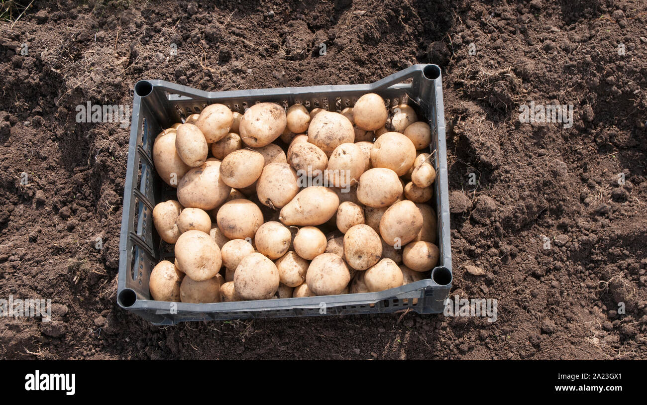 Newly dug rocket potatoes ready for drying and putting in bags ...