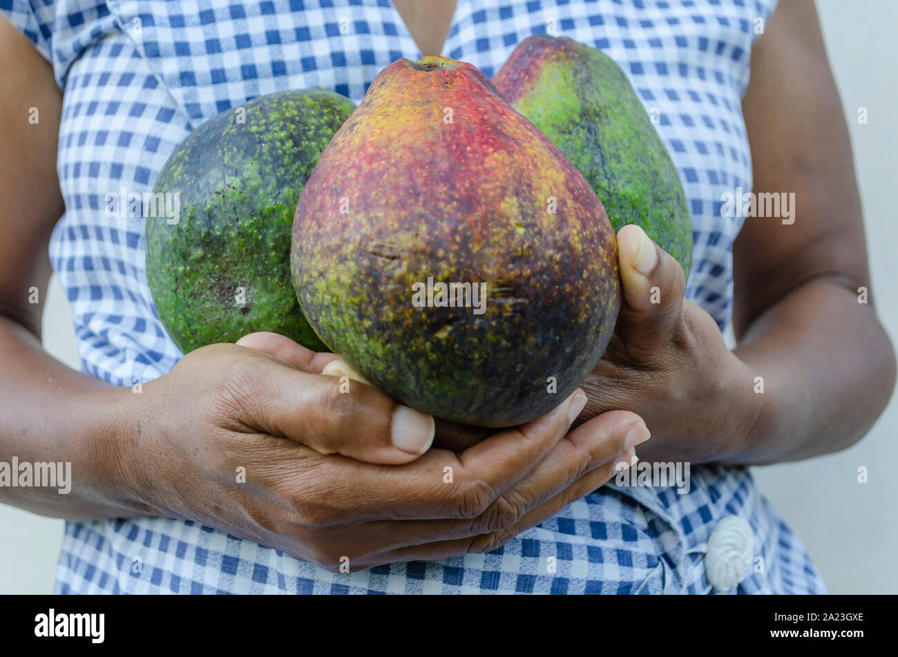 Close-up Avocado Fruits Stock Photo - Alamy