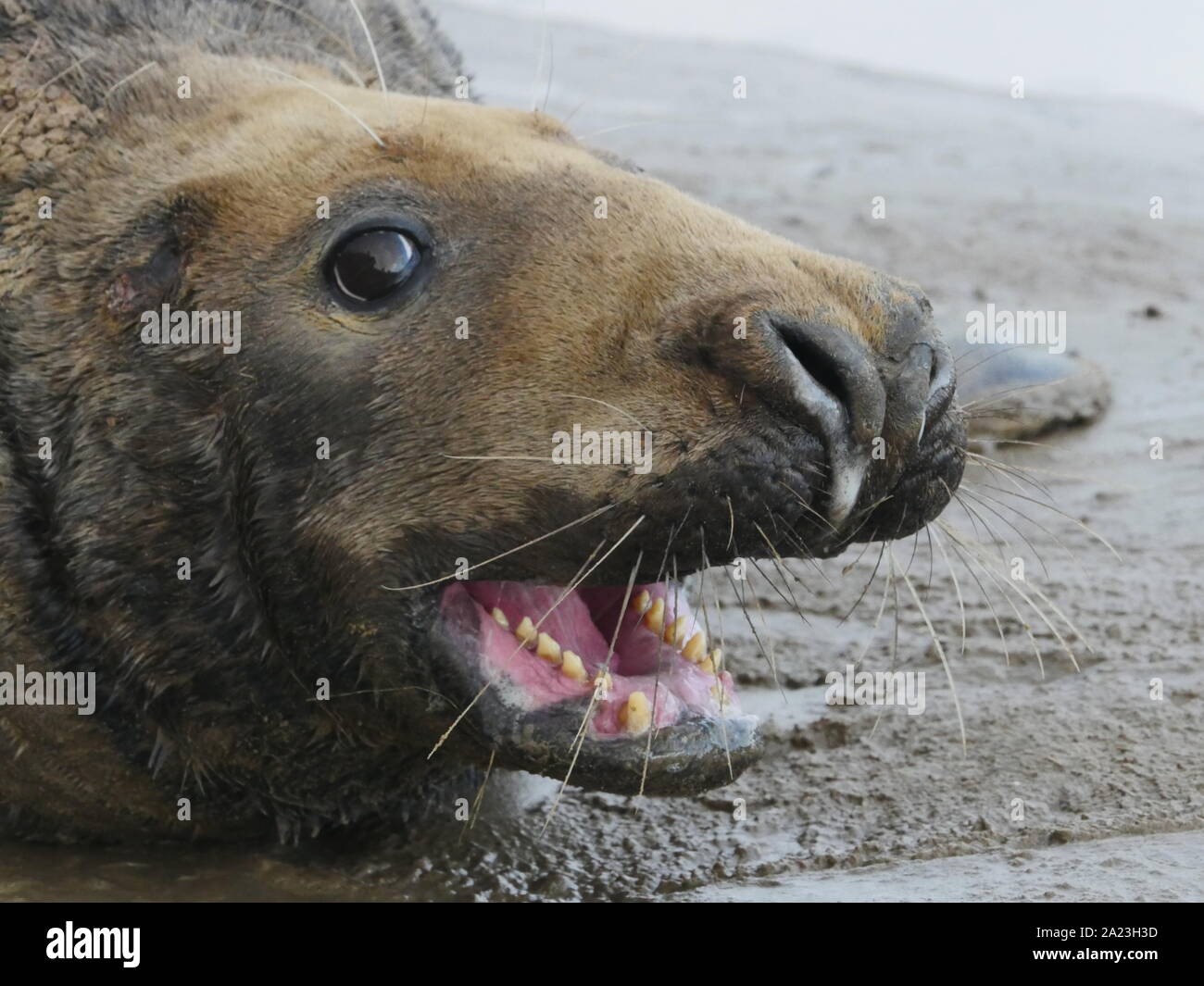 seal with mouth open Stock Photo - Alamy