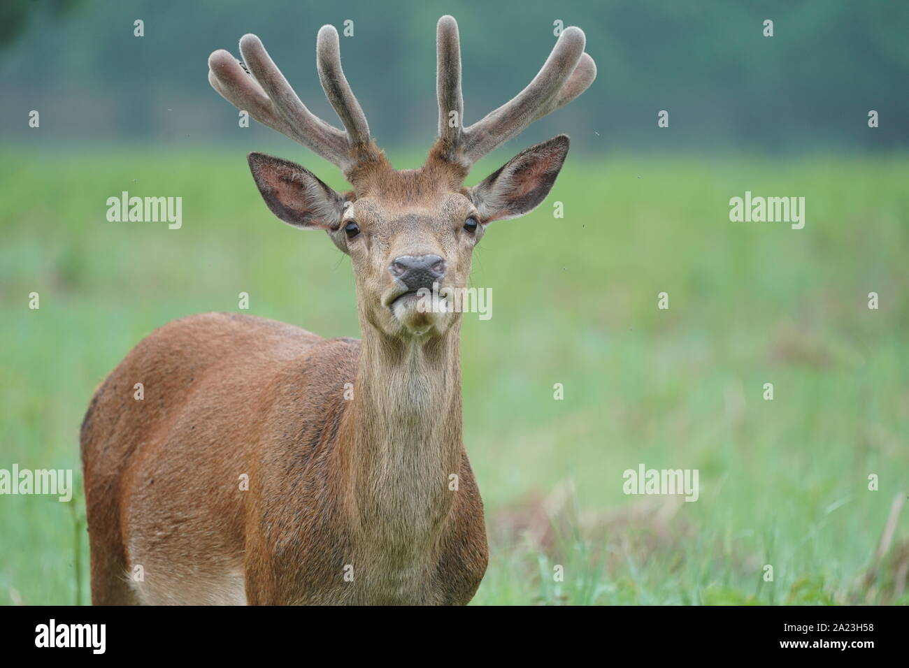 red deer in velvet Stock Photo - Alamy